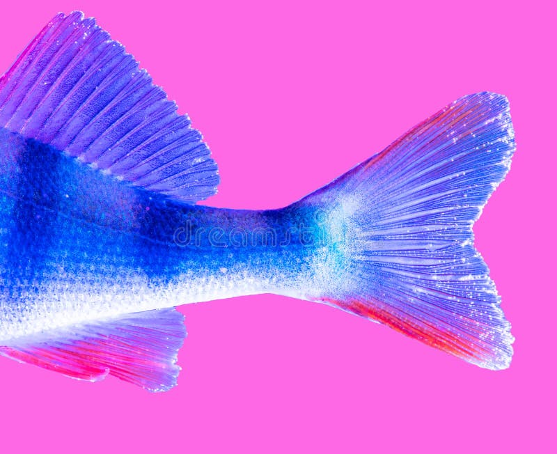 699 Pink Perch Fish Stock Photos - Free & Royalty-Free Stock Photos ...