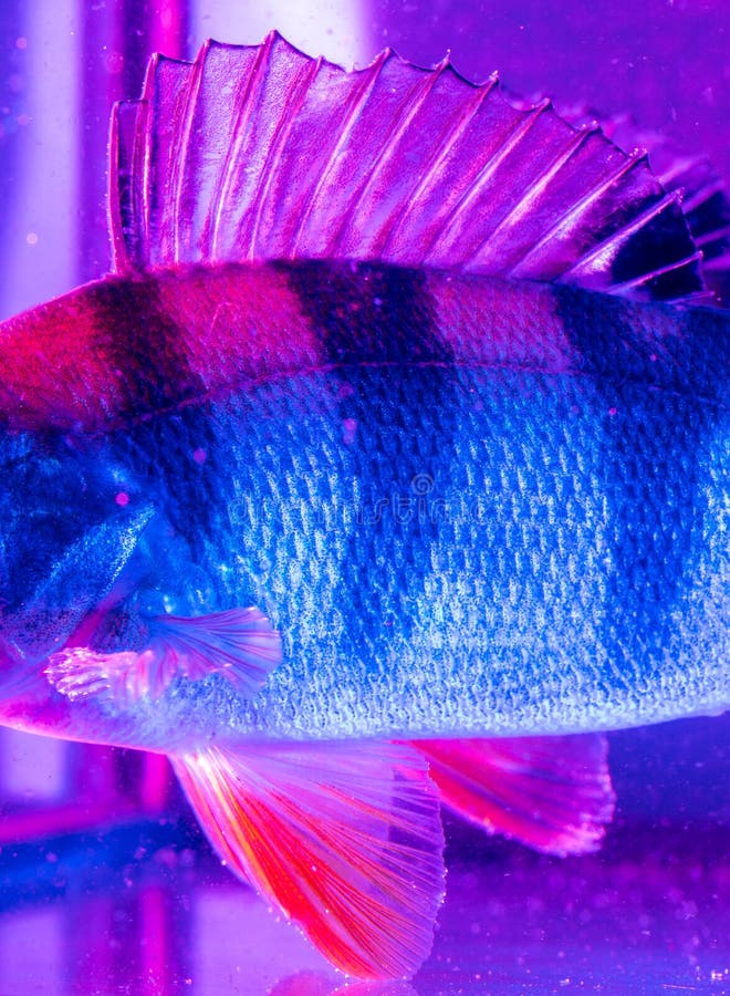 Perch Fish Fins in Blue and Pink Color Stock Image - Image of tail ...