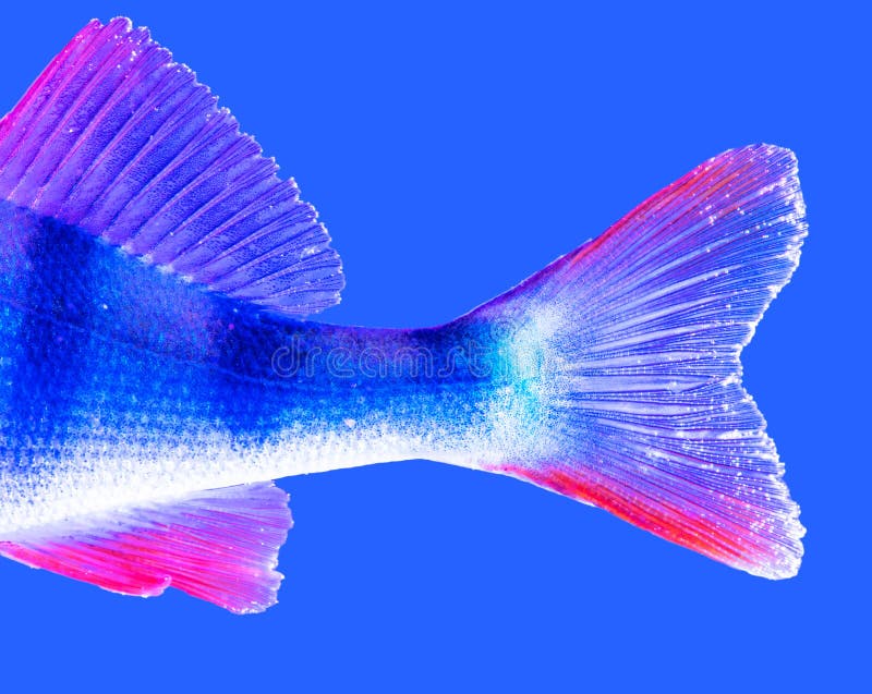 Perch Fish Fins in Blue and Pink Color Stock Image - Image of pond ...