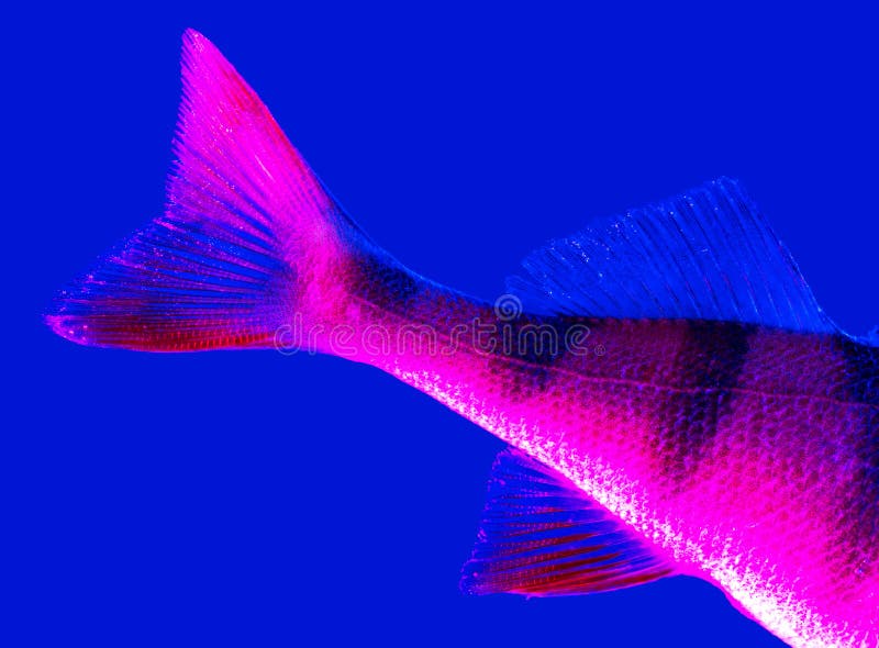 Perch Fish Fins in Blue and Pink Color Stock Photo - Image of isolated ...