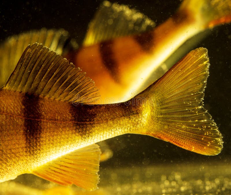 21,449 Fish Fins Labeled Stock Photos - Free & Royalty-Free Stock ...