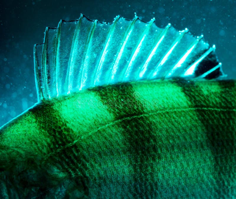 Fish with Red Fins. Freshwater Fish Ide on Concrete Background Stock ...