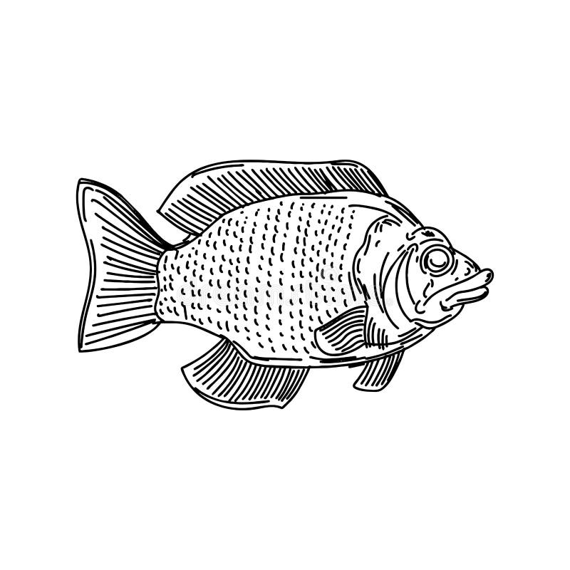 Perch Fish Hand Drawing. Fish Vector Illustration Stock Vector ...