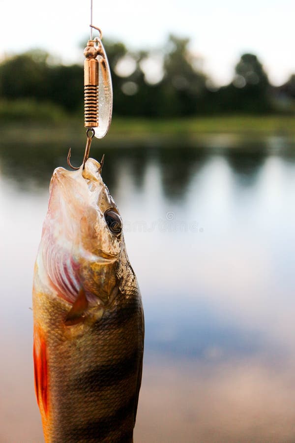 Perch Fish on the Hook Close Up Fishing on the River Stock Image ...