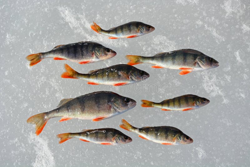 Perch fish on the ice stock image. Image of bait, fishing - 55263119