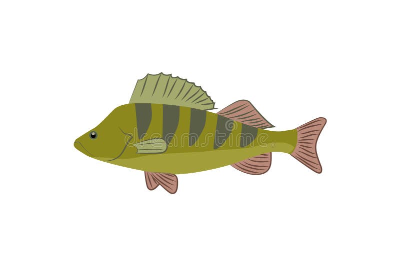 Perch Fish Illustration in Flat Style. Colorful Perch Fish Isolated on ...