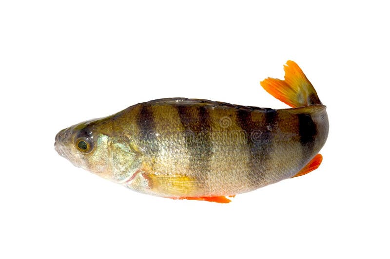 Piranha fish stock photo. Image of omnivorous, characiformes - 17283022