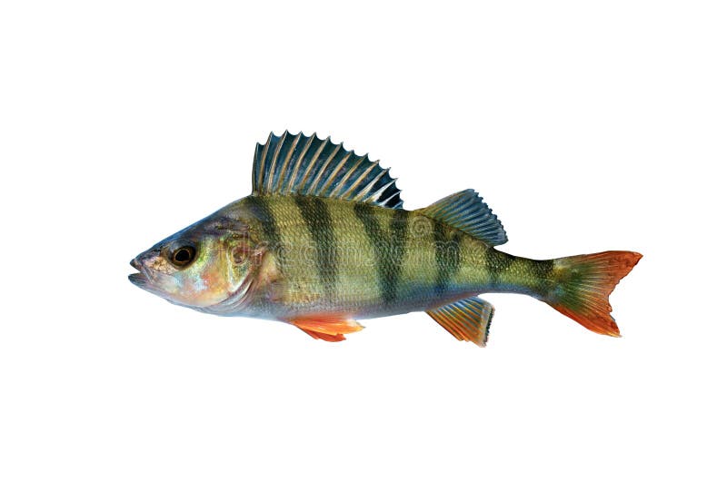 Perch fish isolated stock image. Image of catch, freshwater - 153357589