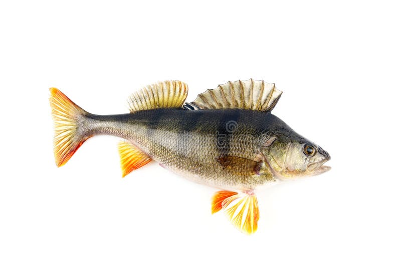 Perch Fish Isolated on White Background Stock Photo - Image of water ...