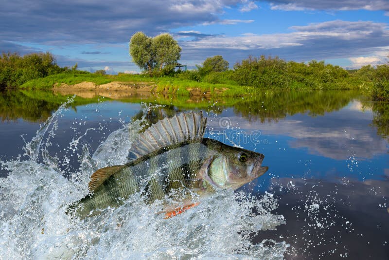 Perch Fish Jumping with Splashing in Water Stock Image - Image of ...
