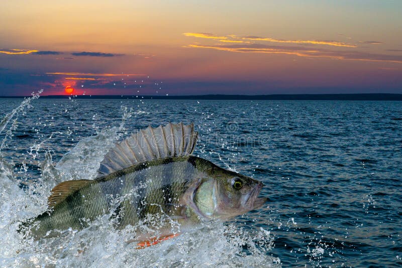 Perch Fish Jumping with Splashing in Water Stock Photo - Image of ...