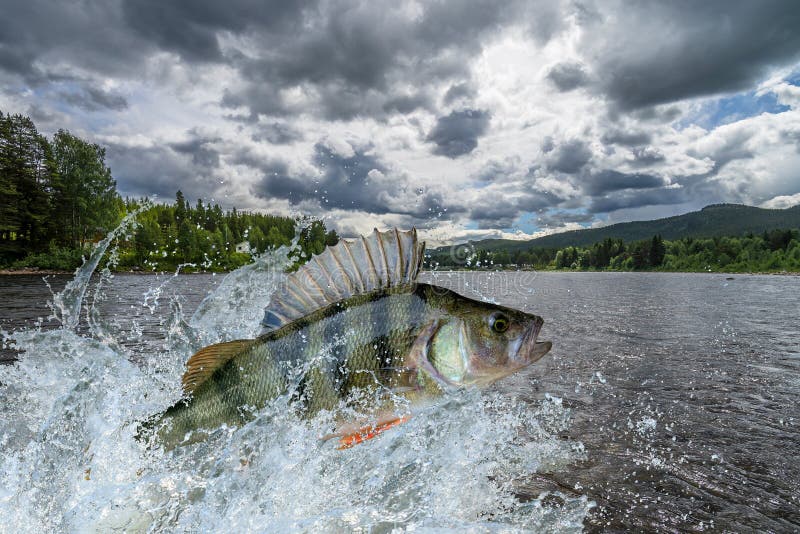 Perch Fish Jumping with Splashing in Water Stock Photo - Image of ...