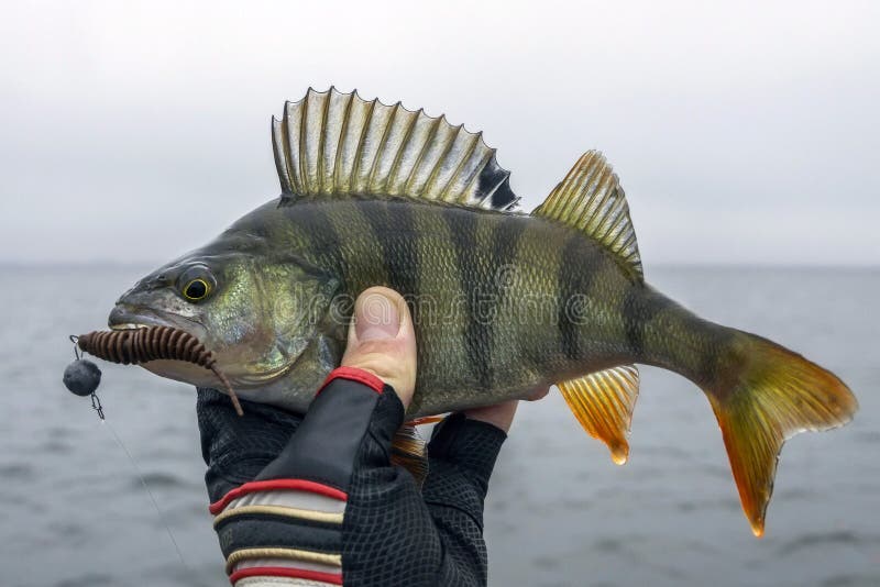 Perch Fish Trophy in Hand of Fisherman Stock Photo - Image of fish ...