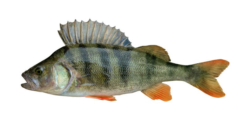 Perch Fish Isolated On White Background Stock Photo - Image of angler ...