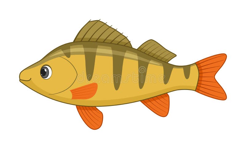 Perch Fish on a White Background Stock Vector - Illustration of lake ...
