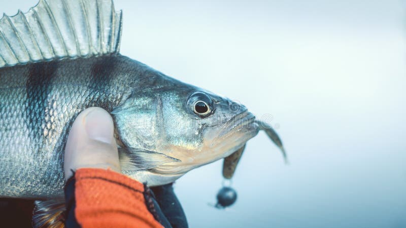 Perch in fisherman hand stock image. Image of season - 183293587
