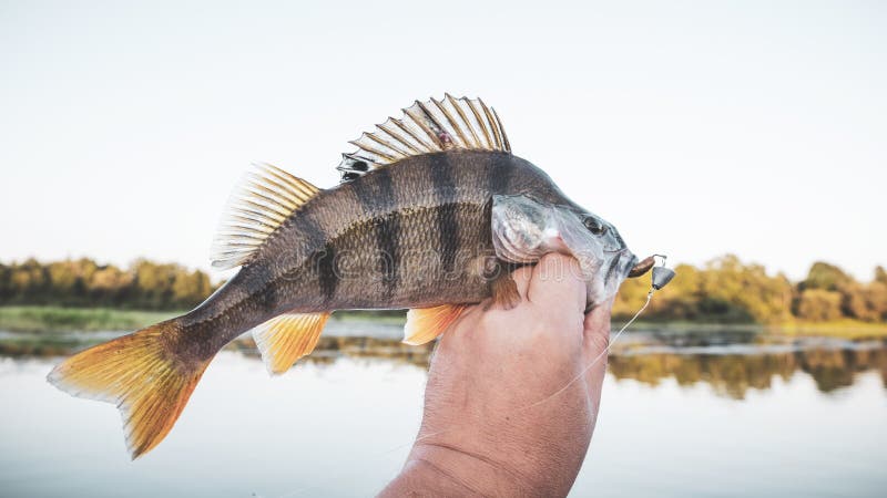 Perch in fisherman hands stock image. Image of angling - 184220273
