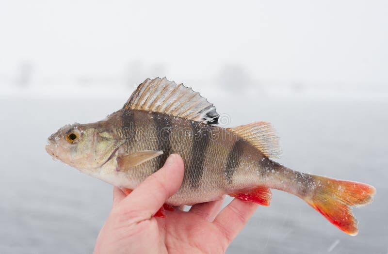 Perch, Bass, Freshwater Fish Stock Photo - Image of beautiful, single ...