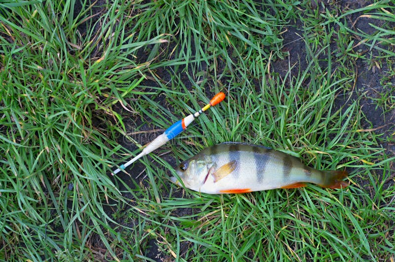 Perch fishing float stock image. Image of float, head - 77292069