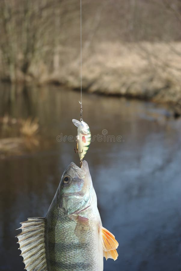Perch on fishing line stock photo. Image of surface - 156059076