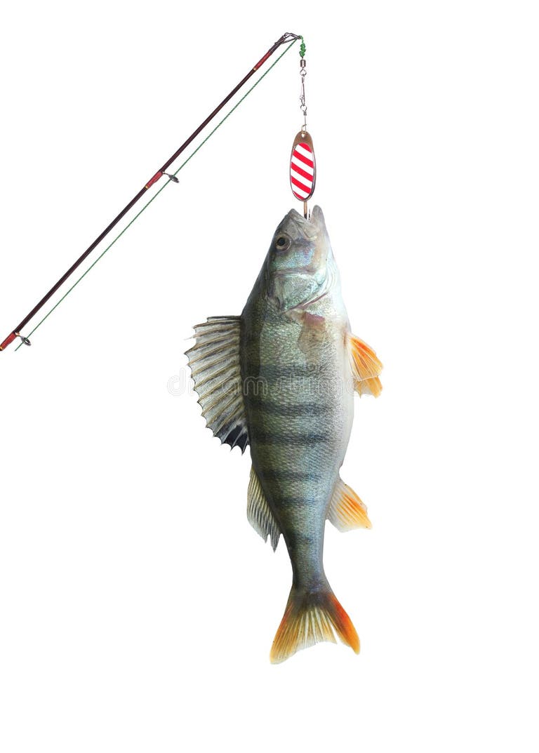 8,083 Freshwater Perch Stock Photos - Free & Royalty-Free Stock Photos ...