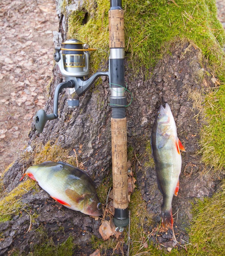 The Perch from the Forest Lake Stock Photo - Image of stony, activity ...