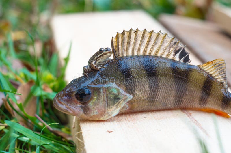 Perch and the Frog stock image. Image of predator, tailless - 46621061