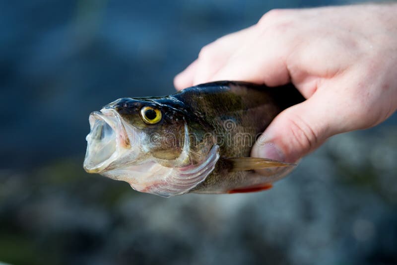 Perch in Hand with Big Mouth. Fishing Stock Image - Image of tackle ...