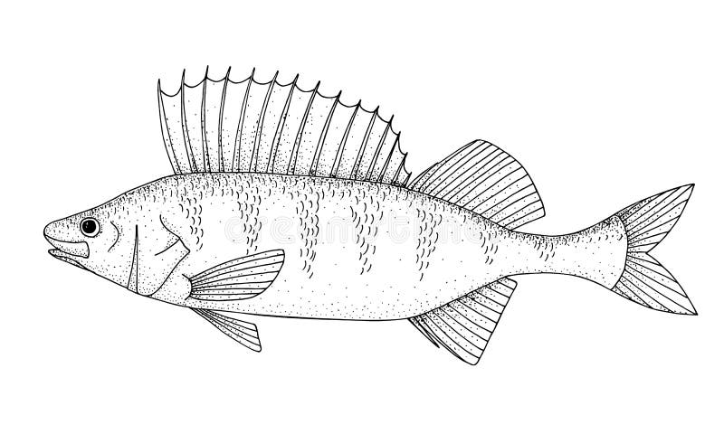 Perch. Hand Drawn Realistic Black Outline Illustration. Stock Vector ...