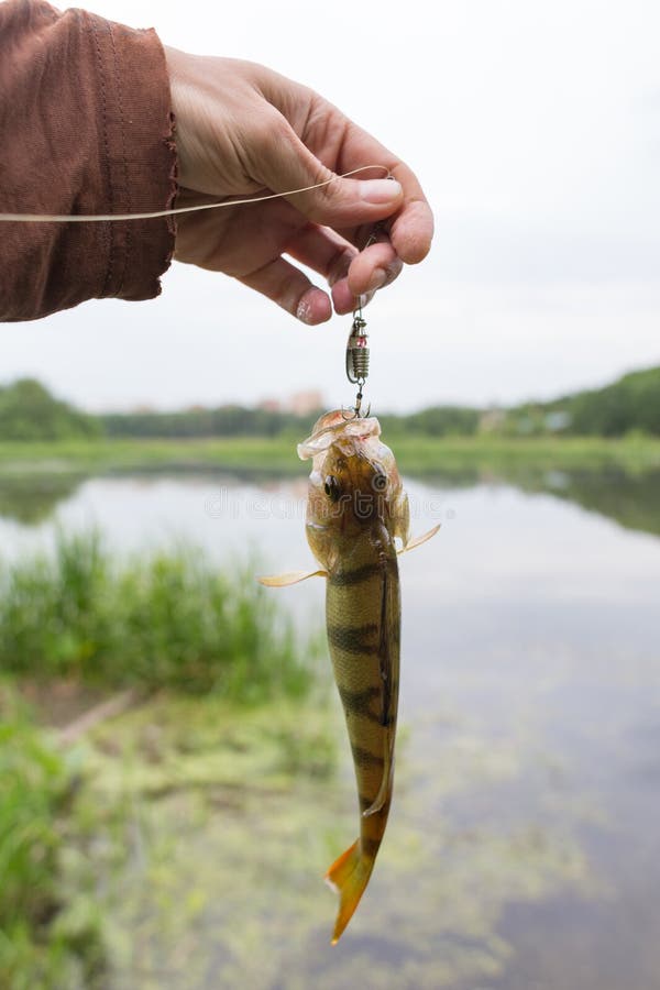 The perch on the hook stock image. Image of ducklings - 95376773