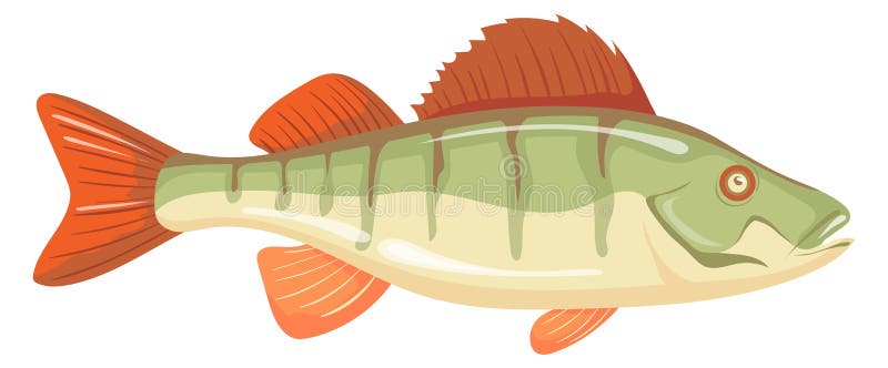 Perch Icon. Freshwater River Fish Stock Vector - Illustration of river ...