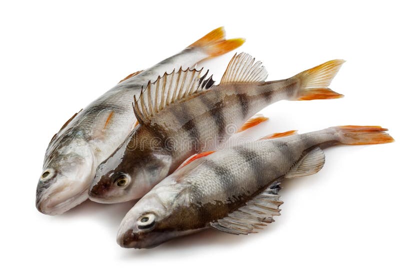 Perch Isolated on White Background Stock Image - Image of fishing ...