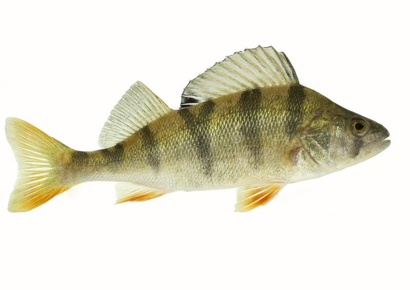 Perch Isolated on White Background Stock Image - Image of head ...