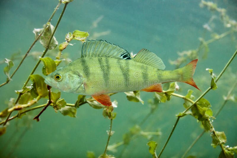 Shoal of perch stock image. Image of flora, freshwater - 11139329