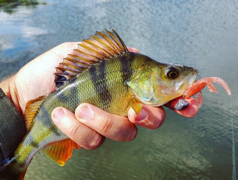 Perch With Spinning Lure In Mouth Stock Image - Image of recreation ...
