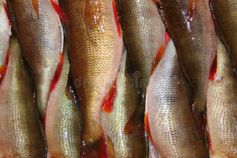 Perch Pattern stock image. Image of fluviatilis, perca - 10587747