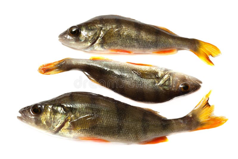 Perch, Perca stock image. Image of white, animal, background - 11937081