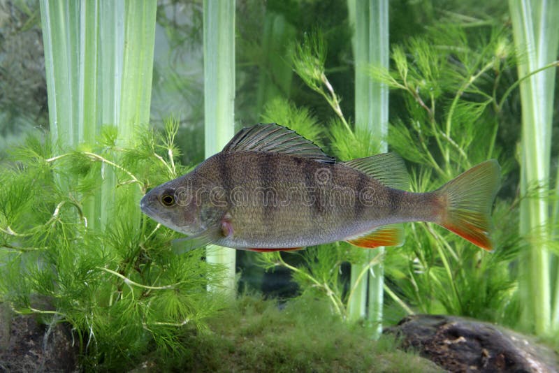 Perch, Perca fluviatilis stock photo. Image of aquarium - 31942530