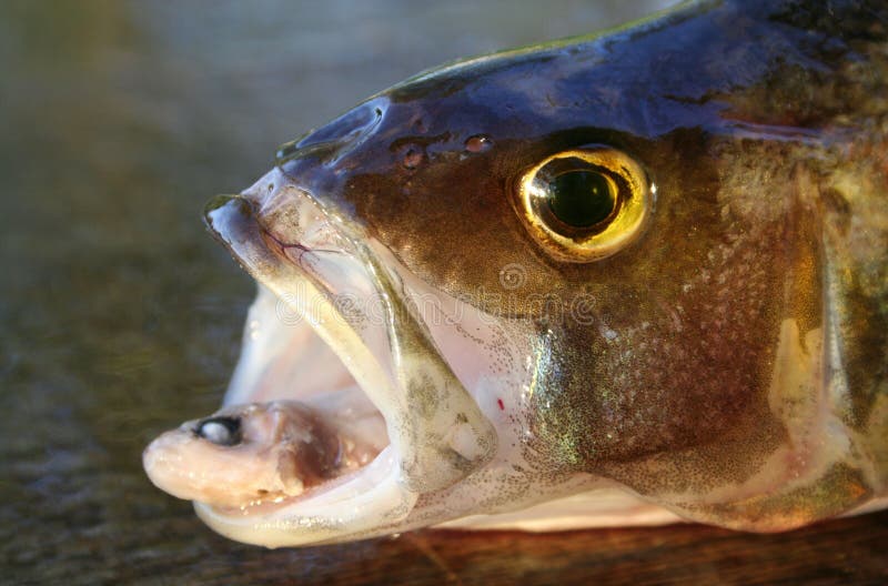 Perch s Prey stock photo. Image of mouth, fish, prey - 10587688