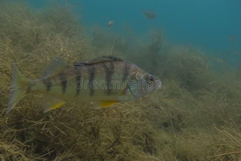 Perch Side View in a Lake with Seagrass Stock Image - Image of karpfen ...