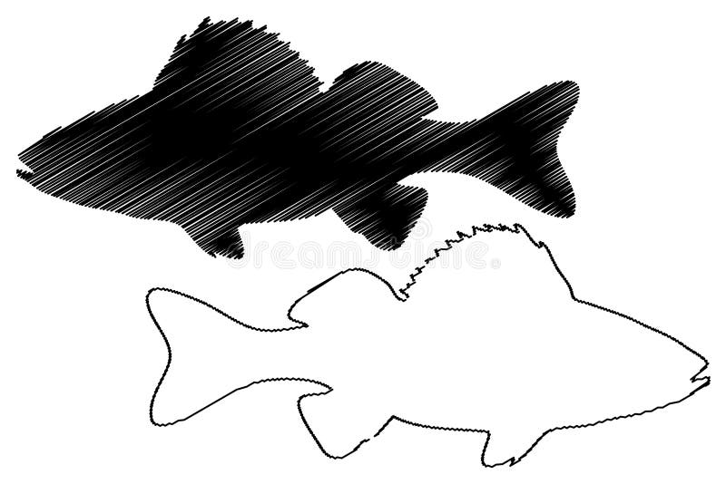 Perch Silhouette Fish Vector Illustration Stock Vector - Illustration ...