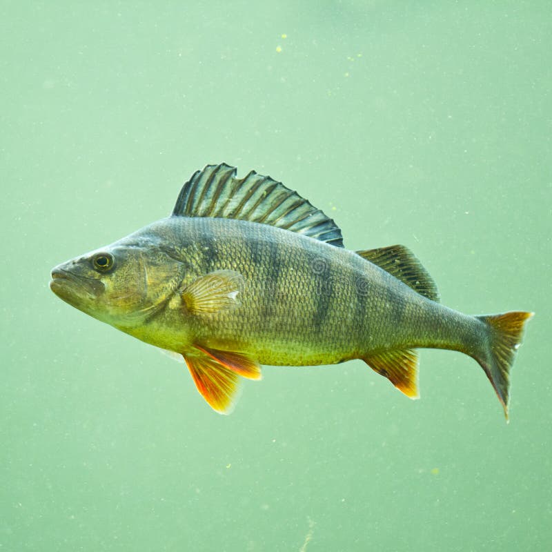 123,246 Perch Stock Photos - Free & Royalty-Free Stock Photos from ...