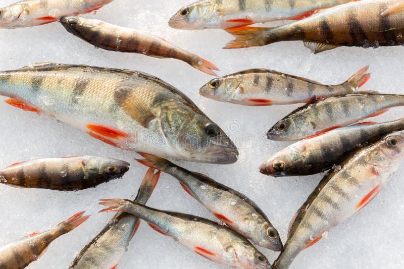 Perch on snow stock photo. Image of catch, winter, snow - 86194326