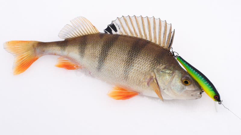 Perch with Spinning Lure in Mouth Stock Photo - Image of casting, hobby ...