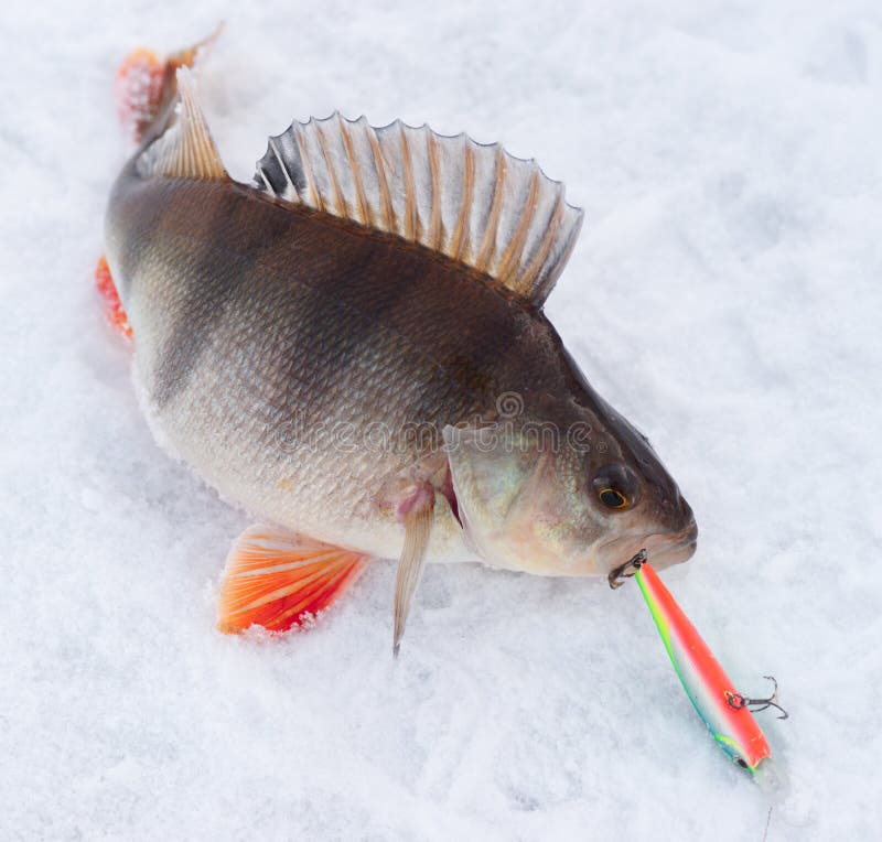 Perch with Spinning Lure in Mouth Stock Photo - Image of wildlife ...