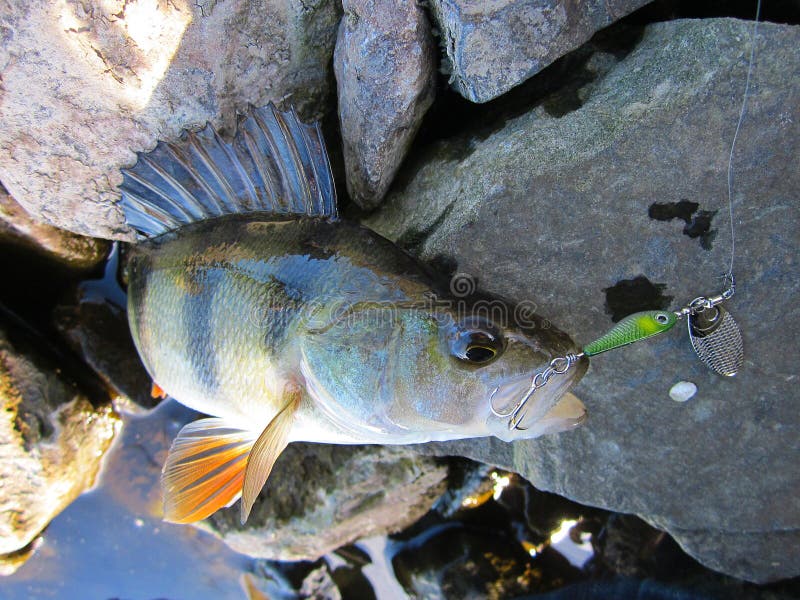 Perch on stone stock photo. Image of wildlife, tail, nature - 84384010