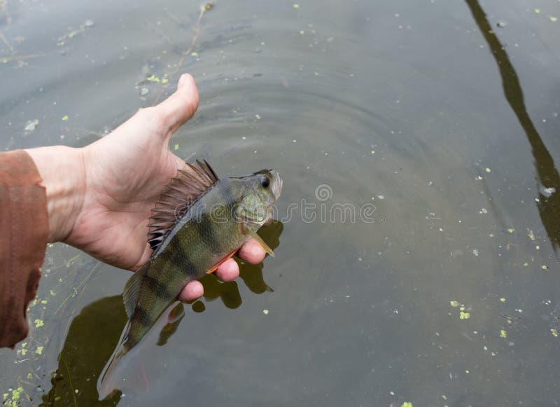 Perch striped predator stock photo. Image of river, catch - 95377066