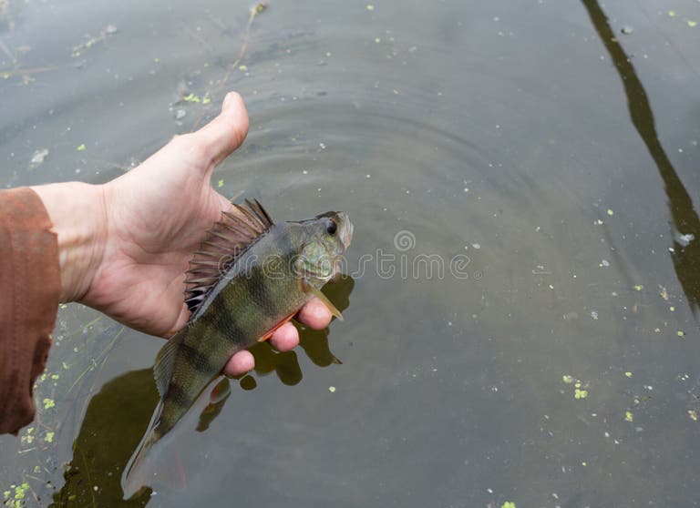 Perch striped predator stock photo. Image of river, catch - 95377066