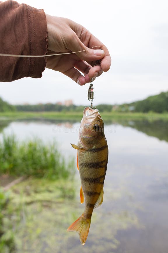 Perch striped predator stock photo. Image of striped - 95376776