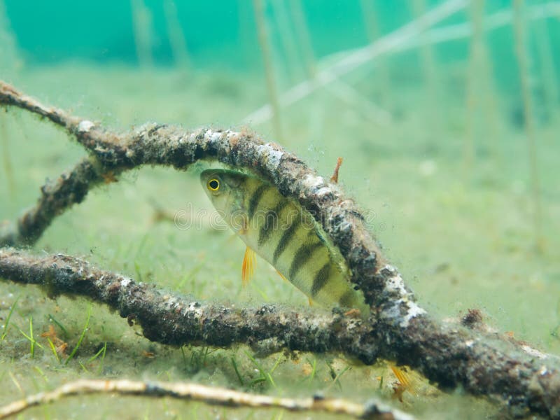 Perch and Sunken Branch Underwater in Lake Stock Photo - Image of ...